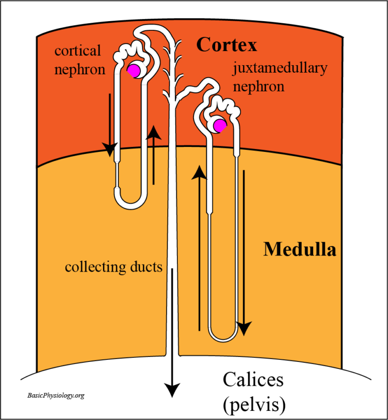F.3.1. The Nephron – BasicPhysiology.org