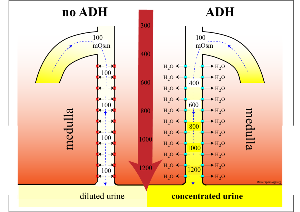 F.3.6. The Collecting Ducts – BasicPhysiology.org