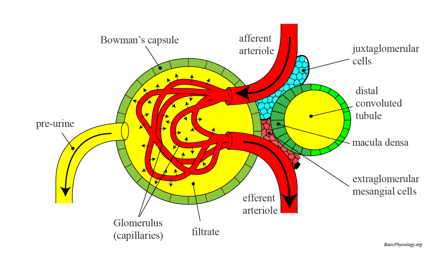 F.3.5. Distal Convoluted Tubule - BasicPhysiology.org