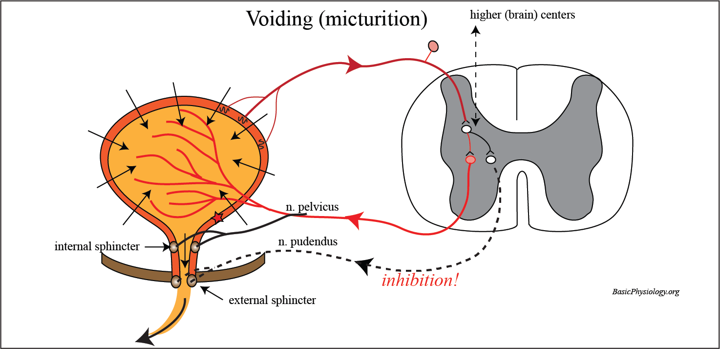 F.4. Ureters, Bladder and Urethra – BasicPhysiology.org
