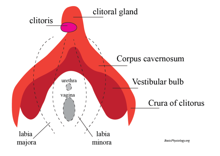 G.3. The Female Genital System - BasicPhysiology.org