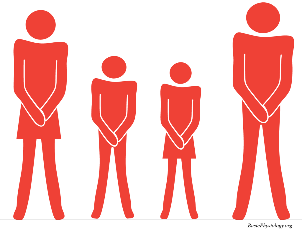 G.1. Introduction Genital System – BasicPhysiology.org