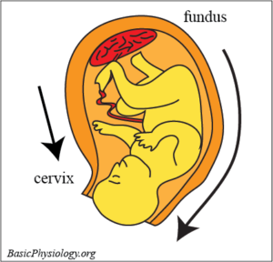 G.6.3. Parturition – BasicPhysiology.org