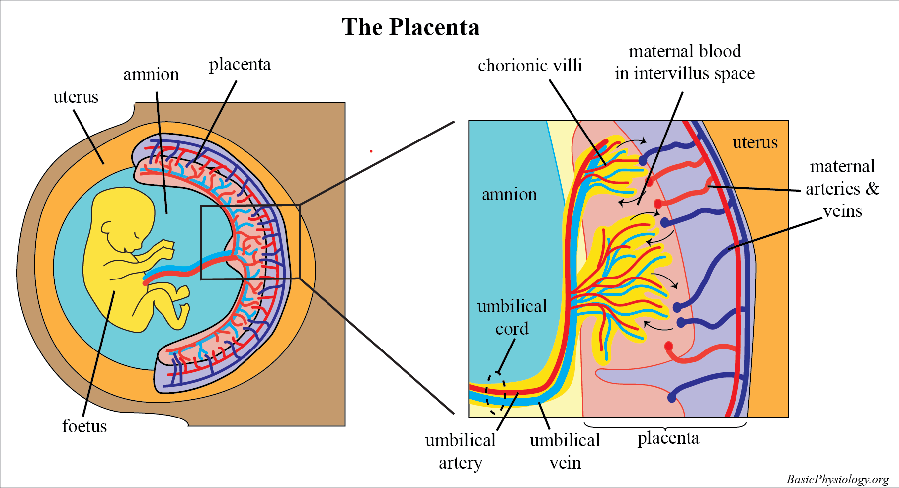G.6.1.2. Placenta – BasicPhysiology.org