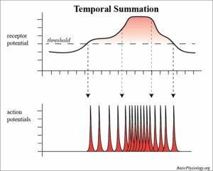 H.3.1. Sensory Receptors - BasicPhysiology.org
