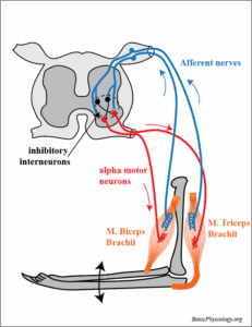 H.4.3.. Motor Reflexes – BasicPhysiology.org