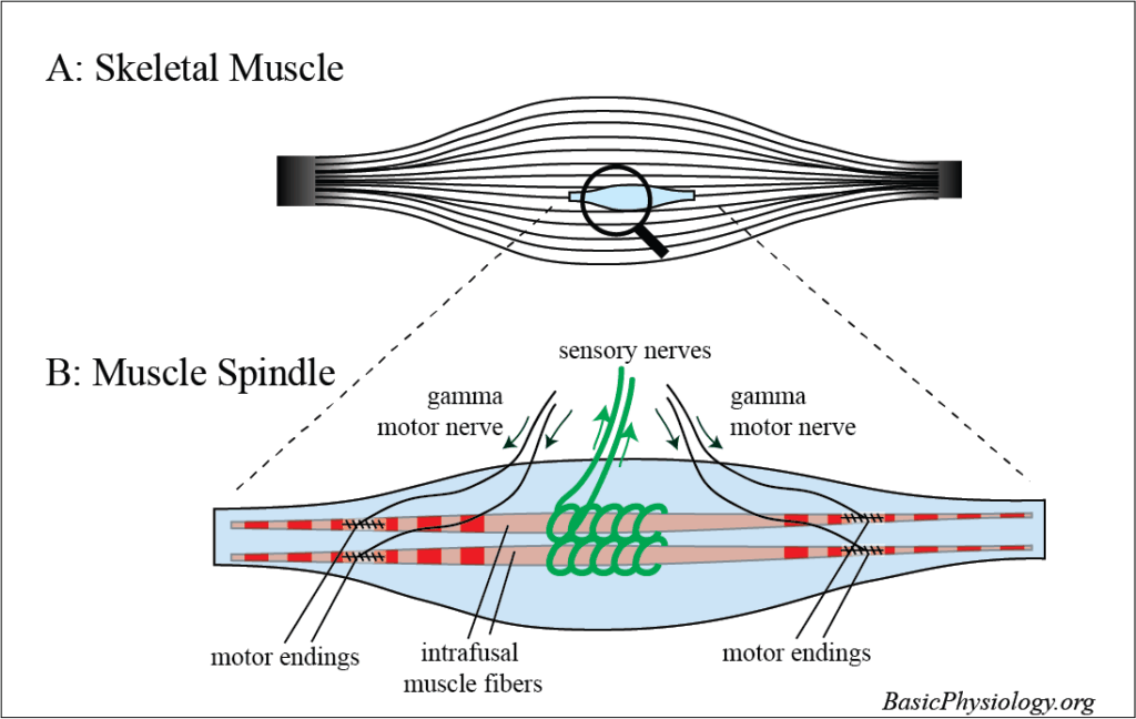 H.4.2. Muscle Spindle and Tendon Organ – BasicPhysiology.org