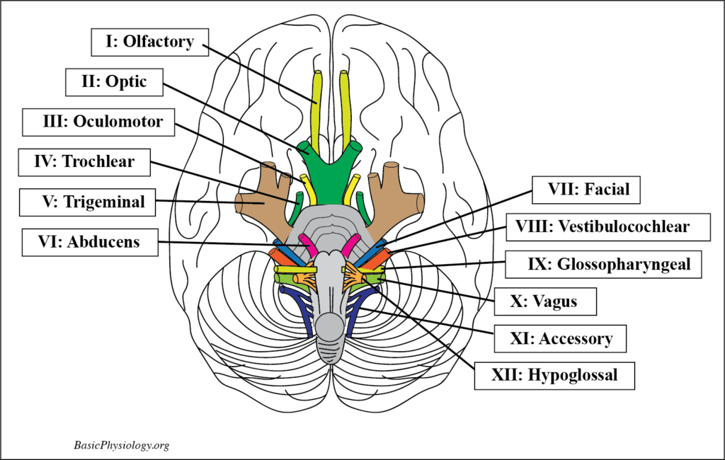 H.5. Somatic Nervous System - BasicPhysiology.org